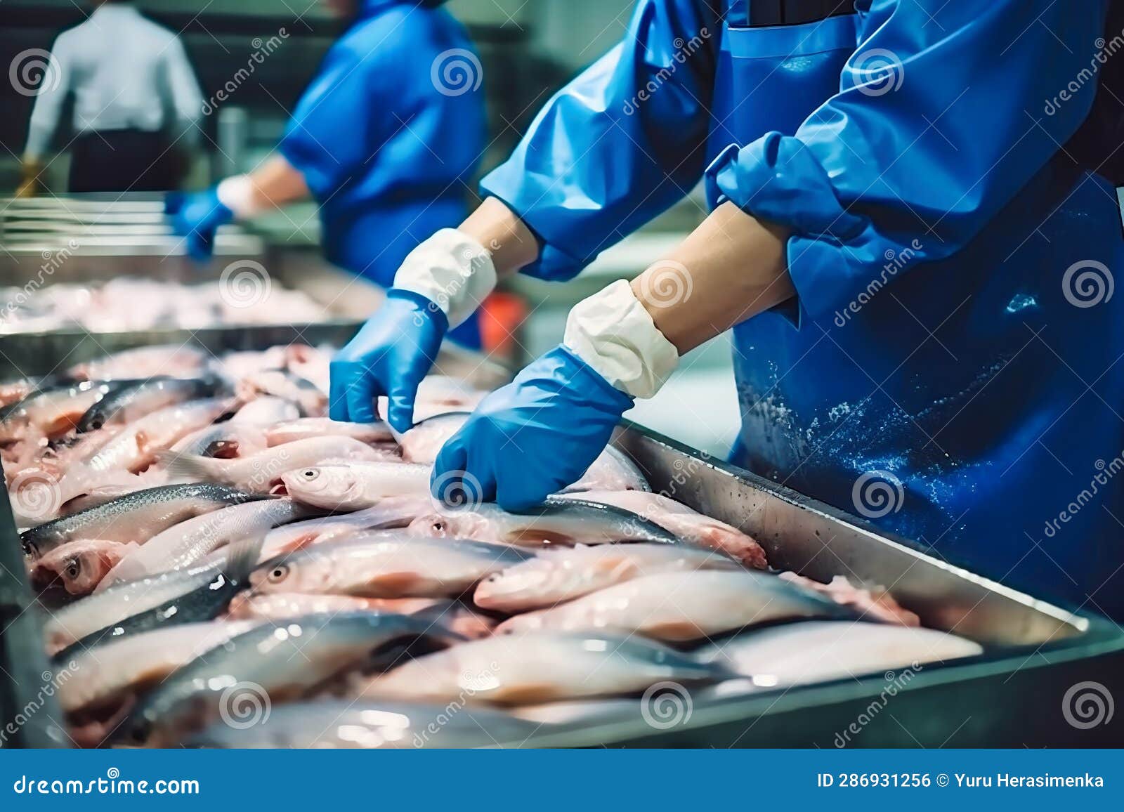 Fish Processing Plant. People Sort the Fish Moving Along the Conveyor ...