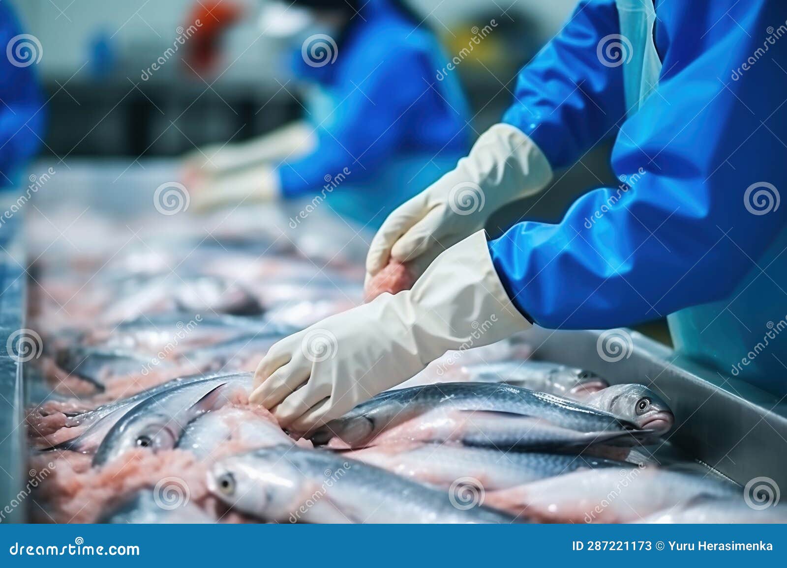Fish Processing Plant. People Sort the Fish Moving Along the Conveyor ...