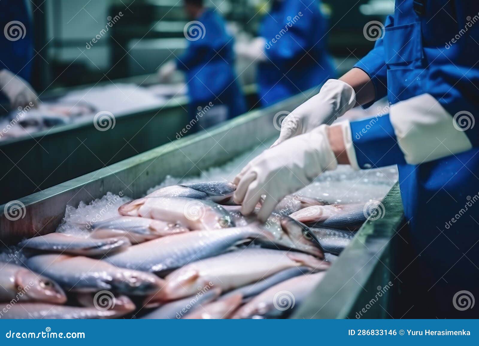 Fish Processing Plant. People Sort the Fish Moving Along the Conveyor ...