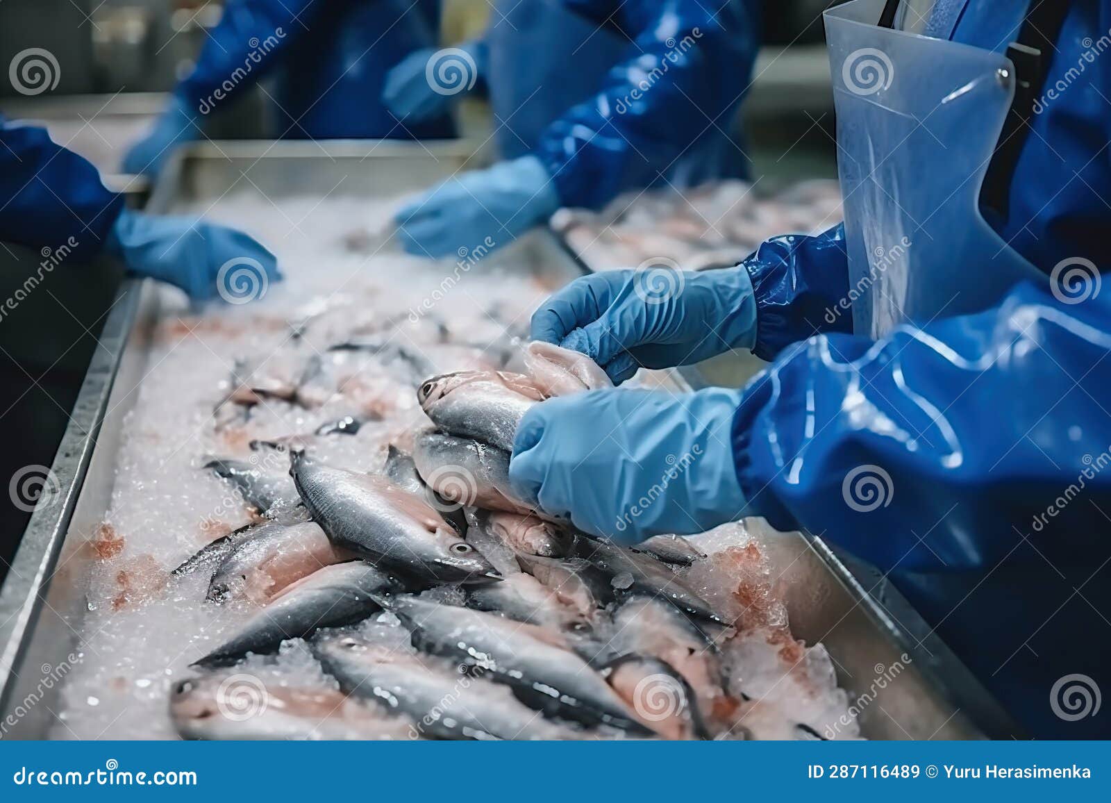 Fish Processing Plant. People Sort the Fish Moving Along the Conveyor ...
