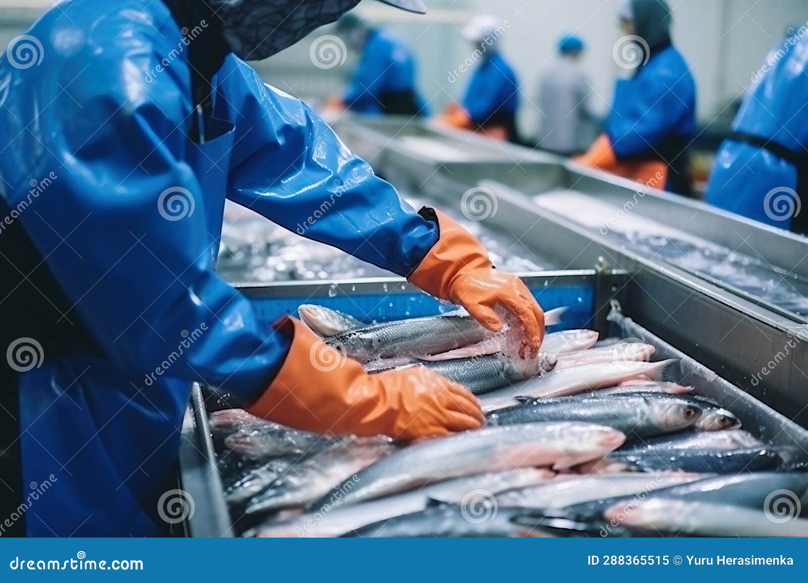 Fish Processing Plant. Production Line. People Sort the Fish Moving ...