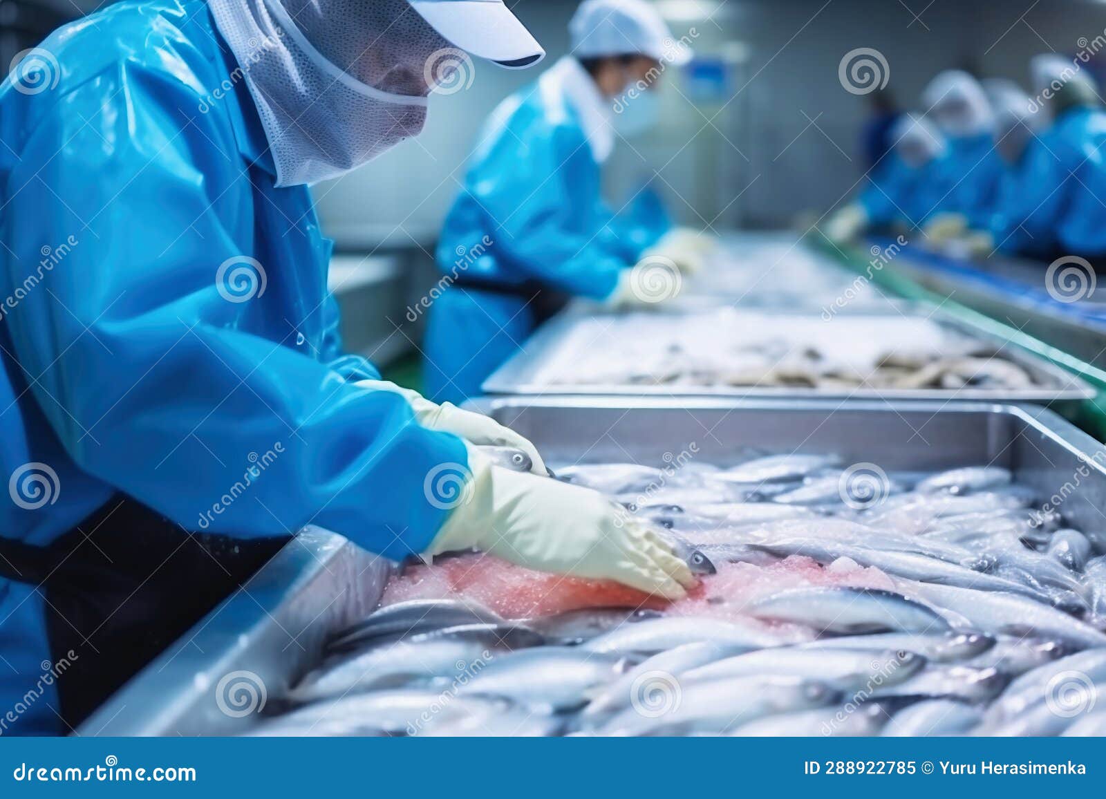 Fish Processing Plant. Production Line. People Sort the Fish Moving ...