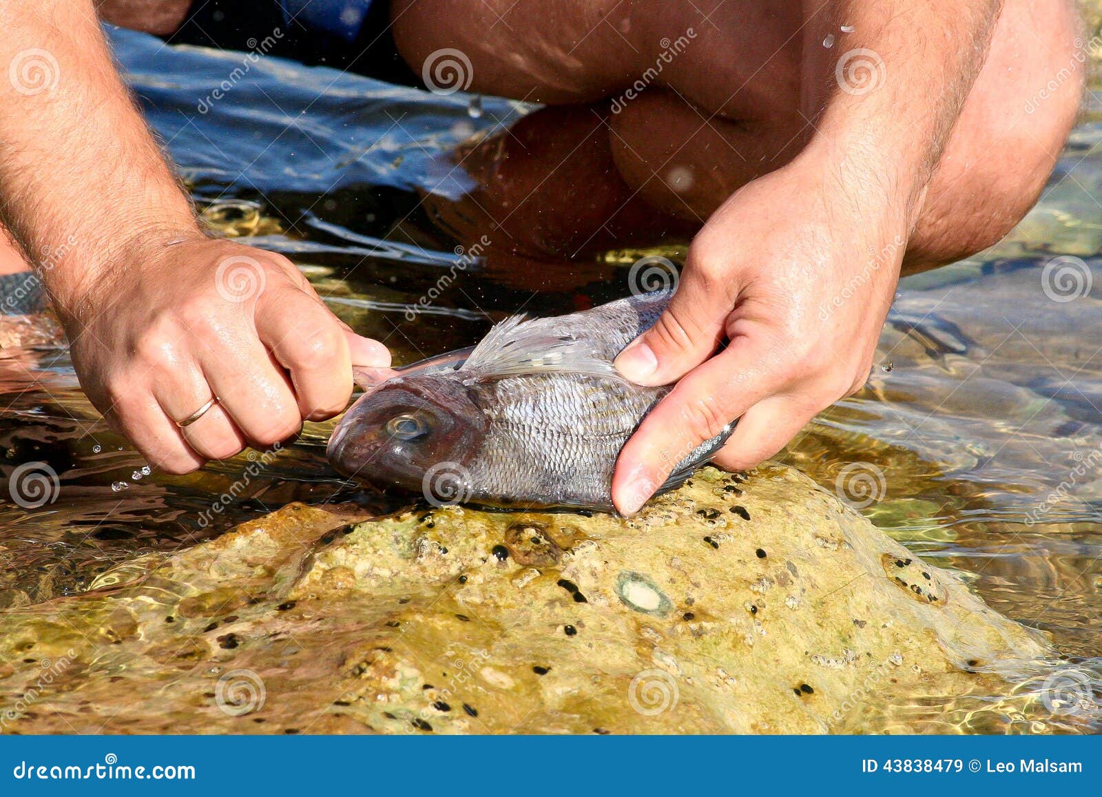 Fish processing stock image. Image of ausschnitt, cleaning - 43838479