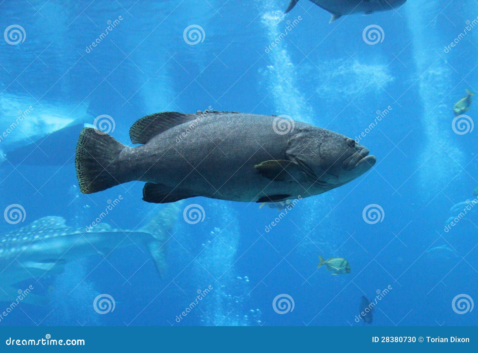 Fish profile stock photo. Image of bubbles, fish, underwater - 28380730