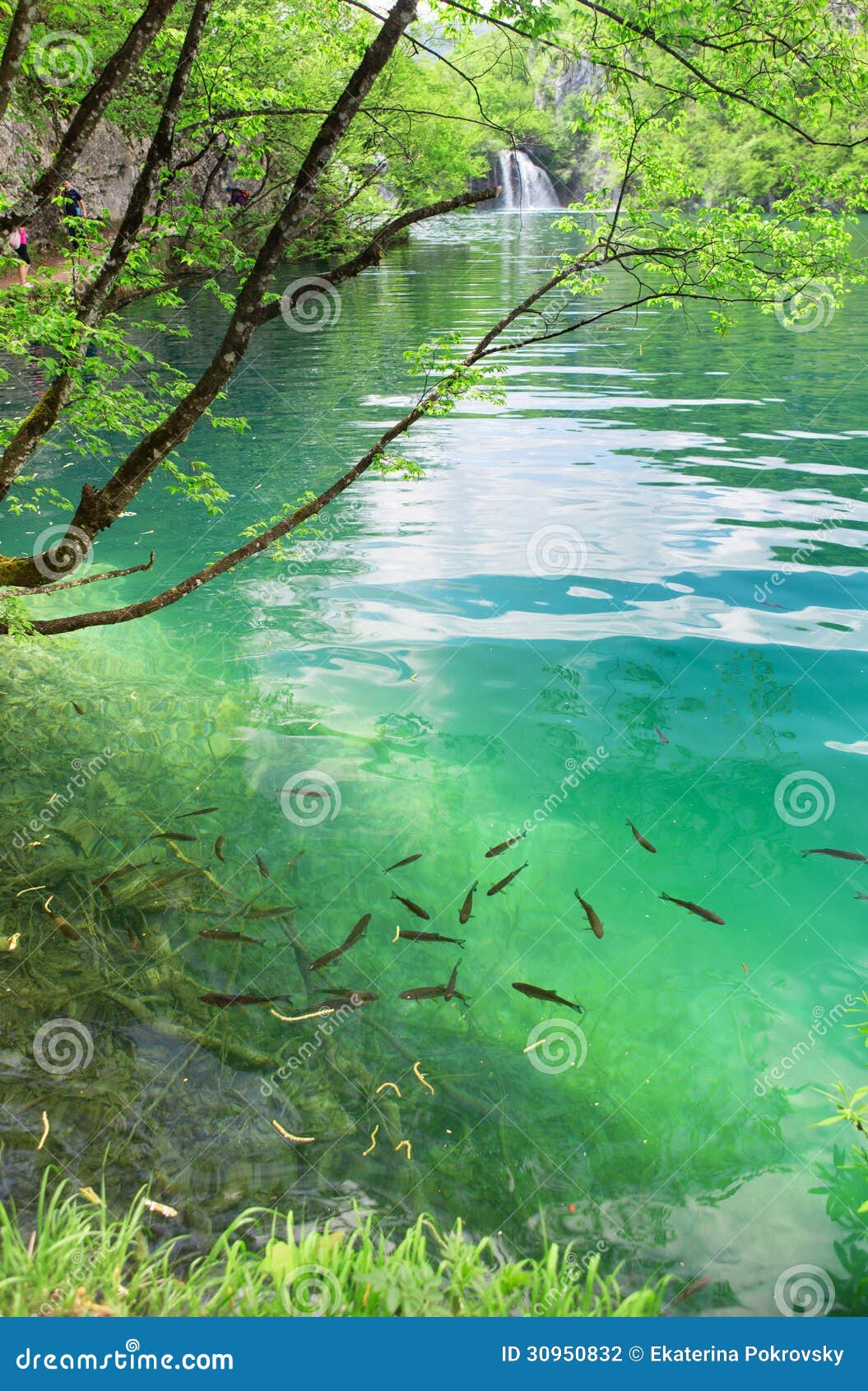 Fish in Pure Transparent Water of Plitvice Lakes Stock Photo - Image of ...