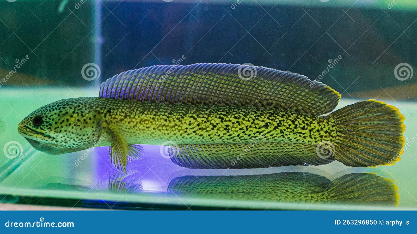 Chana Barca Fish stock photo. Image of barca, born, rare - 263296850