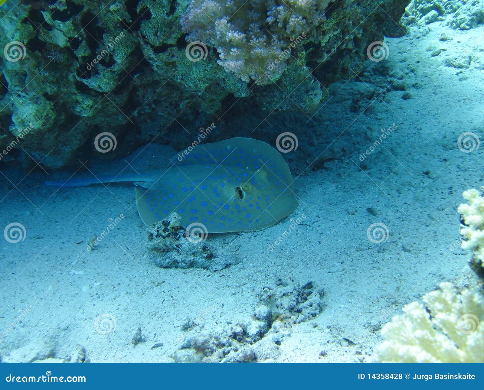 Fish ray stock photo. Image of nature, water, arfrica - 14358428
