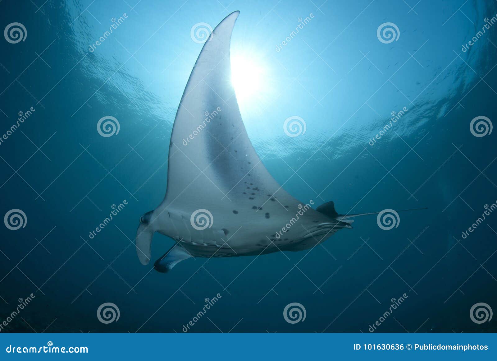 Fish, Rays And Skates, Stingray, Marine Biology Picture. Image: 101630636