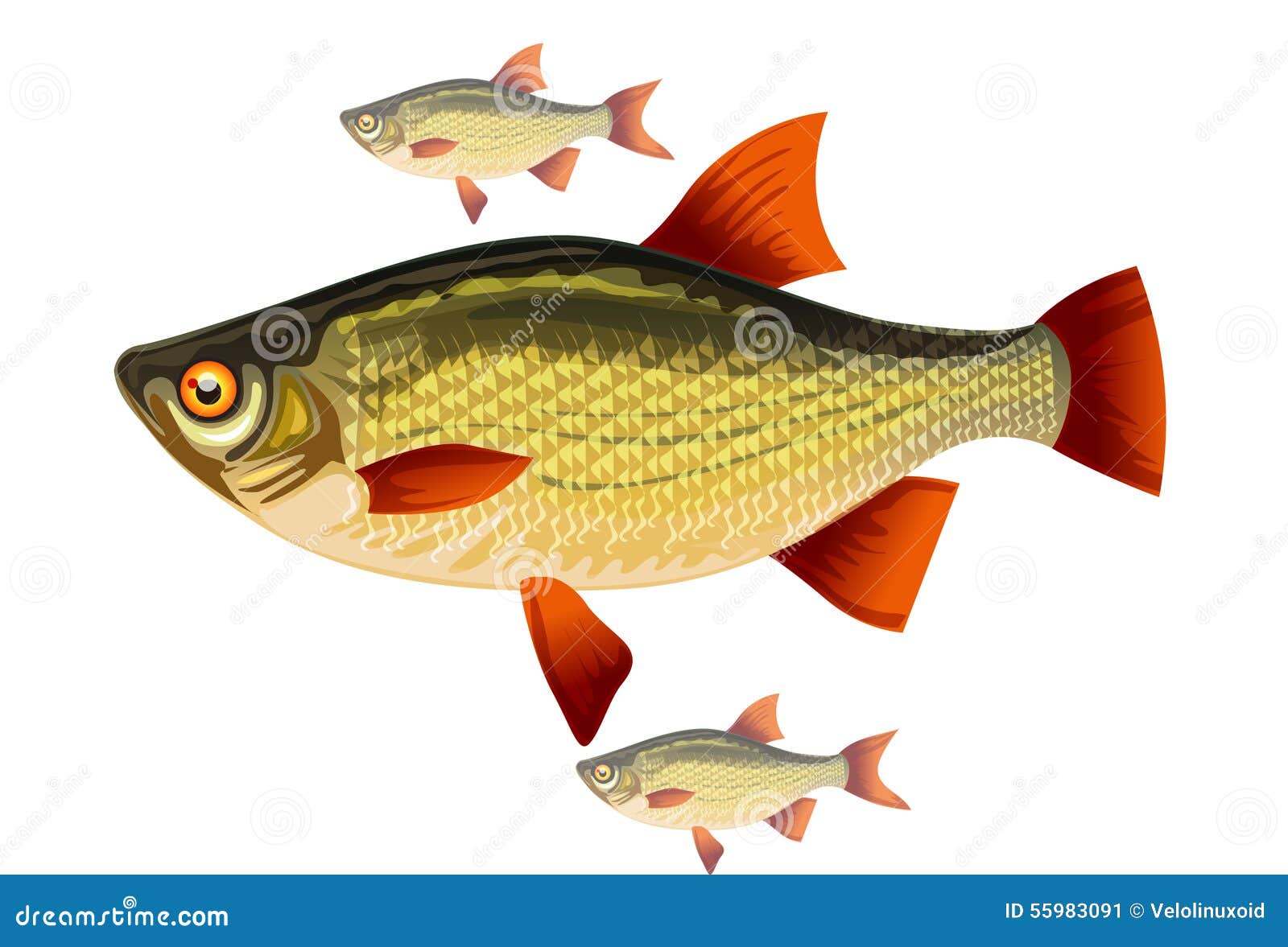 Fish with red fins stock illustration. Illustration of drow - 55983091