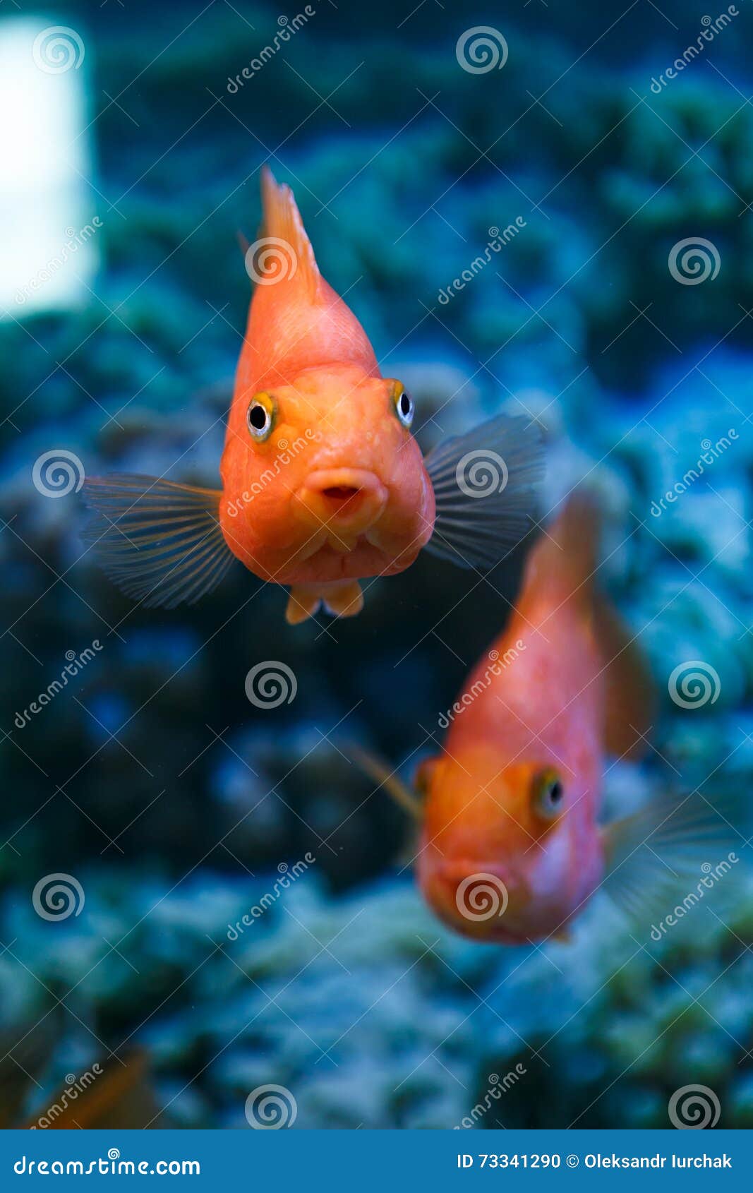 Fish red parrot stock photo. Image of tropical, face - 73341290