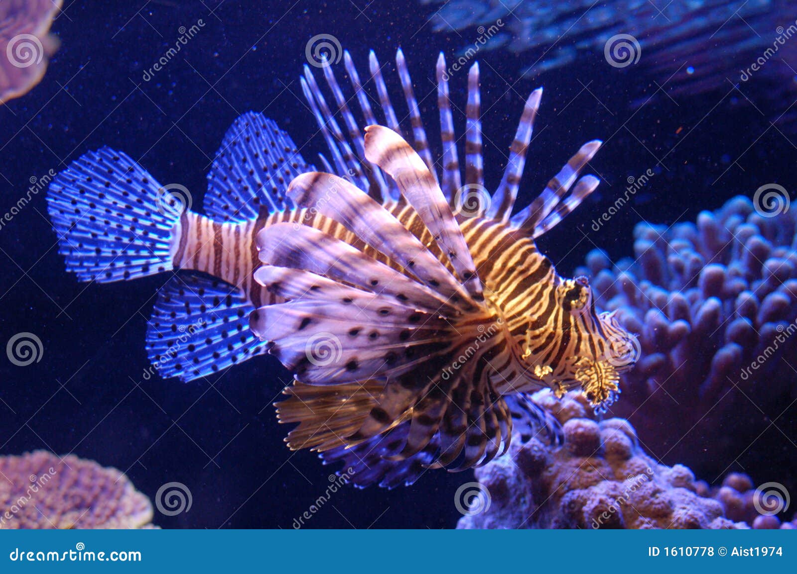 A fish in the red sea stock photo. Image of dabble, liquid - 1610778
