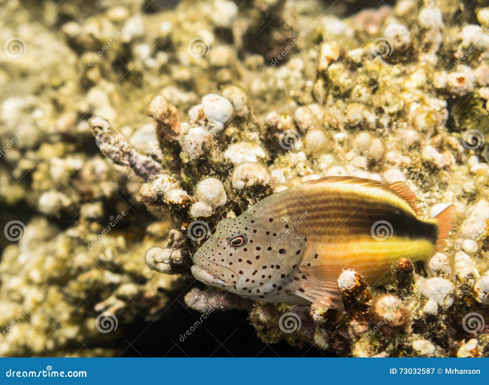 Fish. Red Sea. Egypt stock image. Image of multi, beautiful - 73032587