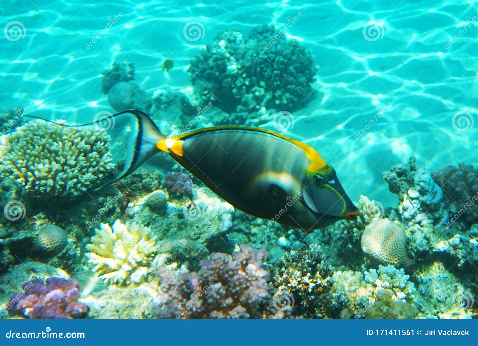 Fish in the Red sea stock image. Image of blue, undersea - 171411561