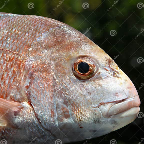 Fish: Red Snapper Head Close Up Stock Photo - Image of food, dinner ...