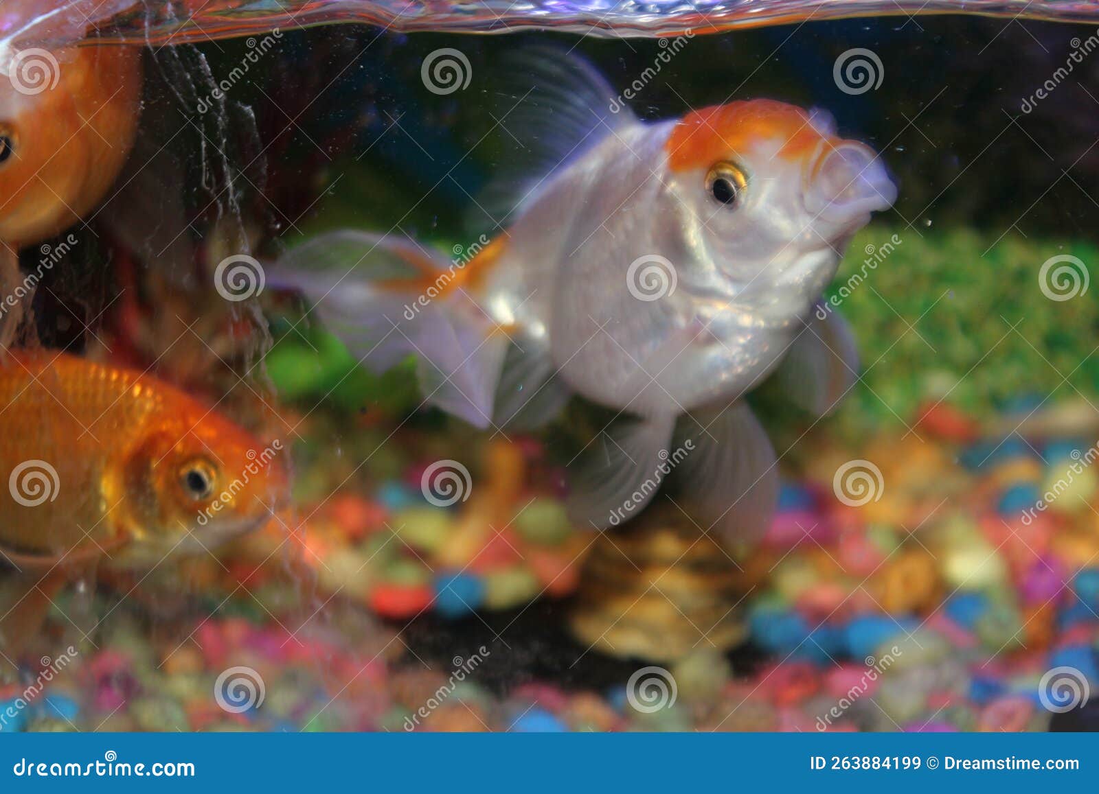 Fish red 2 in water stock image. Image of white, water - 263884199