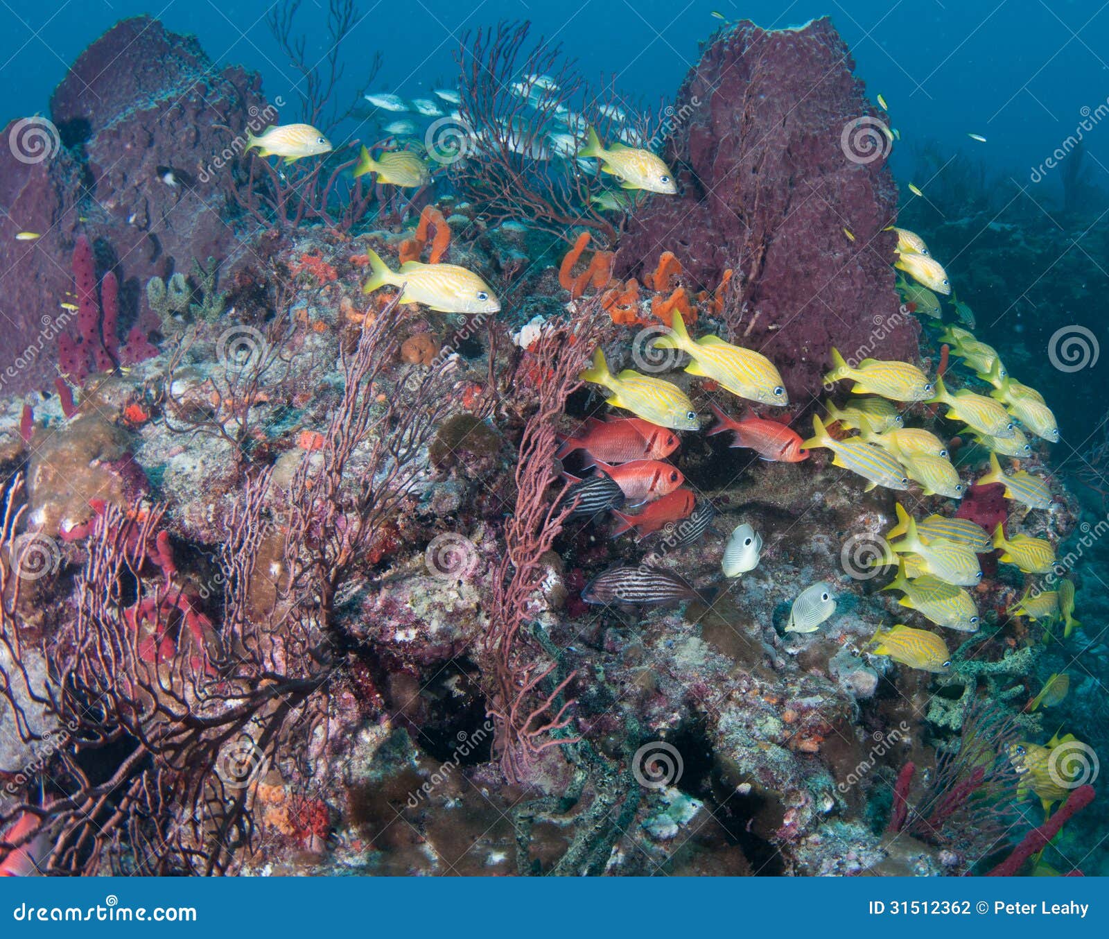 Fish on a reef in Florida stock photo. Image of ichthyology - 31512362