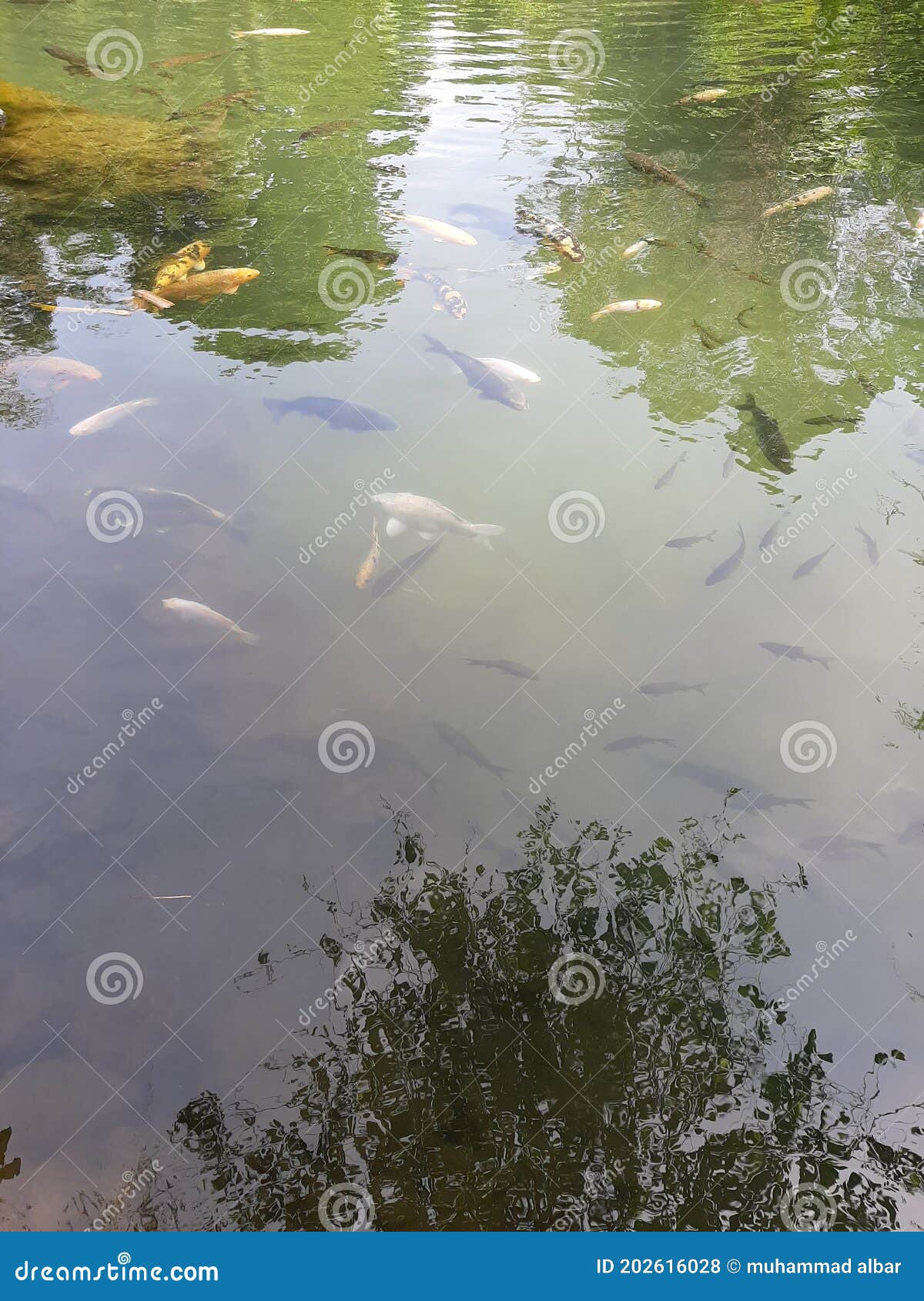 Fish reflection koi stock photo. Image of tree, waterbird - 202616028