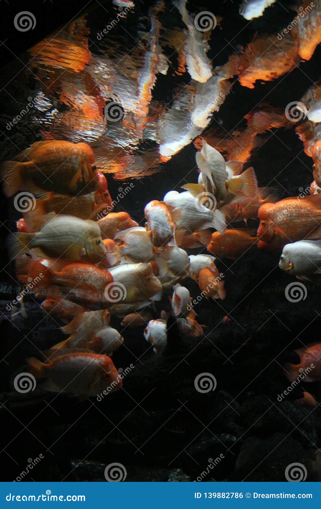 Fish reflections stock photo. Image of aquarium, pink - 139882786