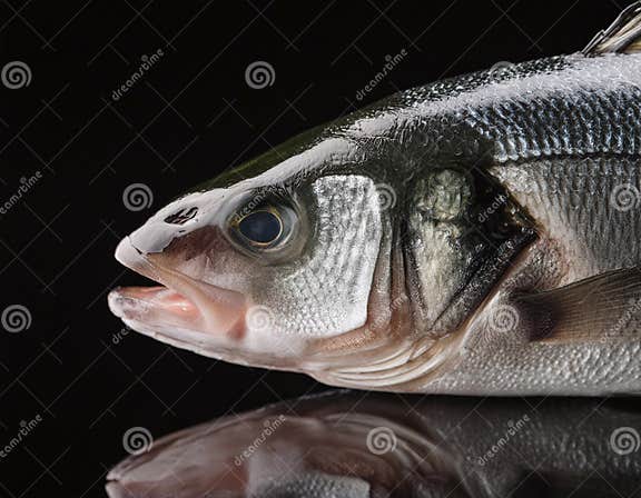 A Fish with Reflective Scales and Sharp Details Stock Illustration ...