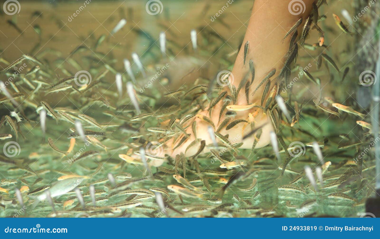 Man`s Feet In Fish Spa Aquarium. Doctor Fish In Glass Fishtank. South ...