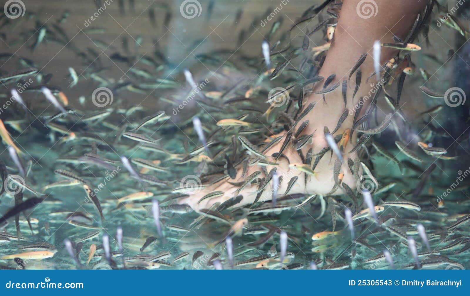 Man`s Feet In Fish Spa Aquarium. Doctor Fish In Glass Fishtank. South ...