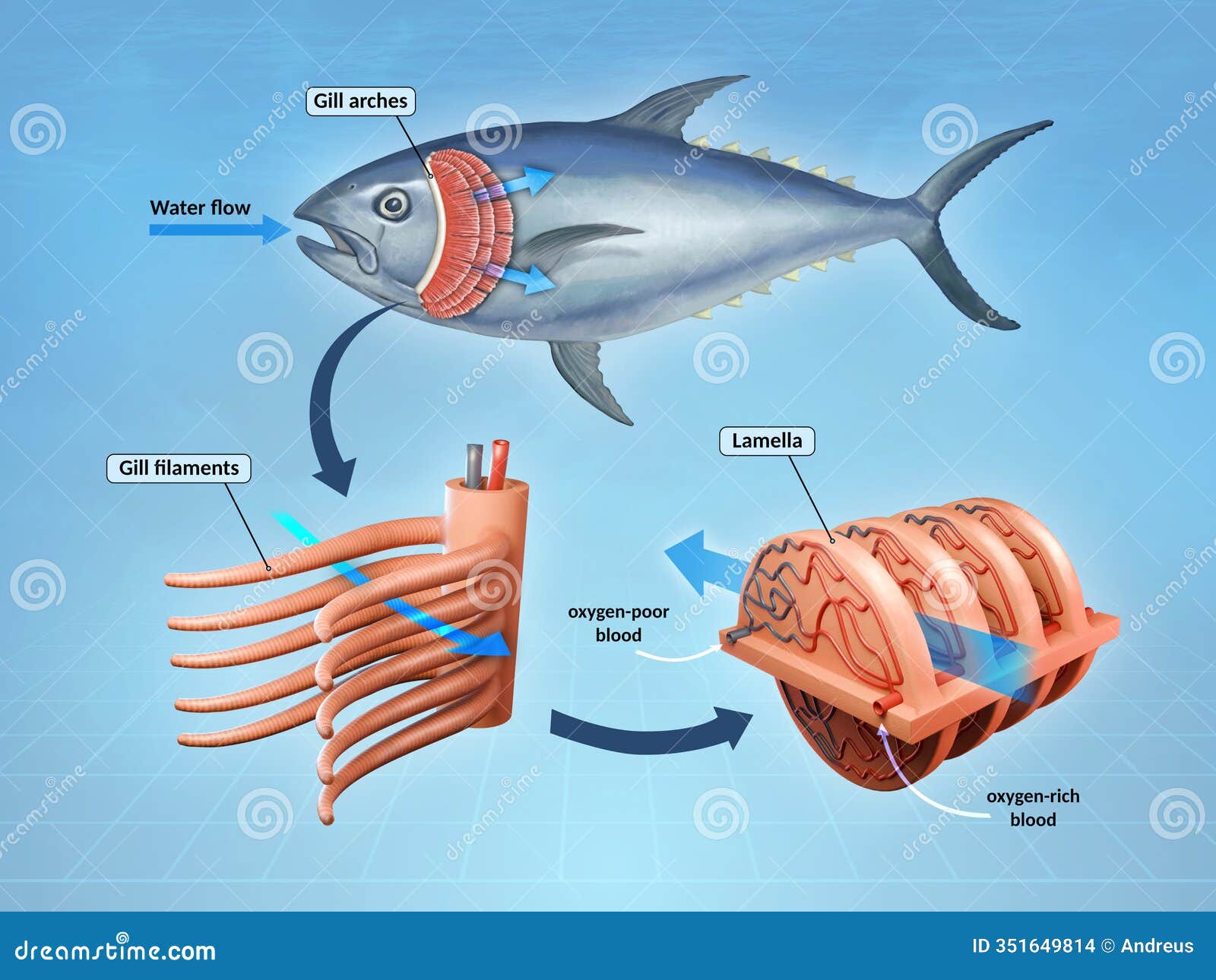 Fish respiratory system stock illustration. Illustration of filament ...