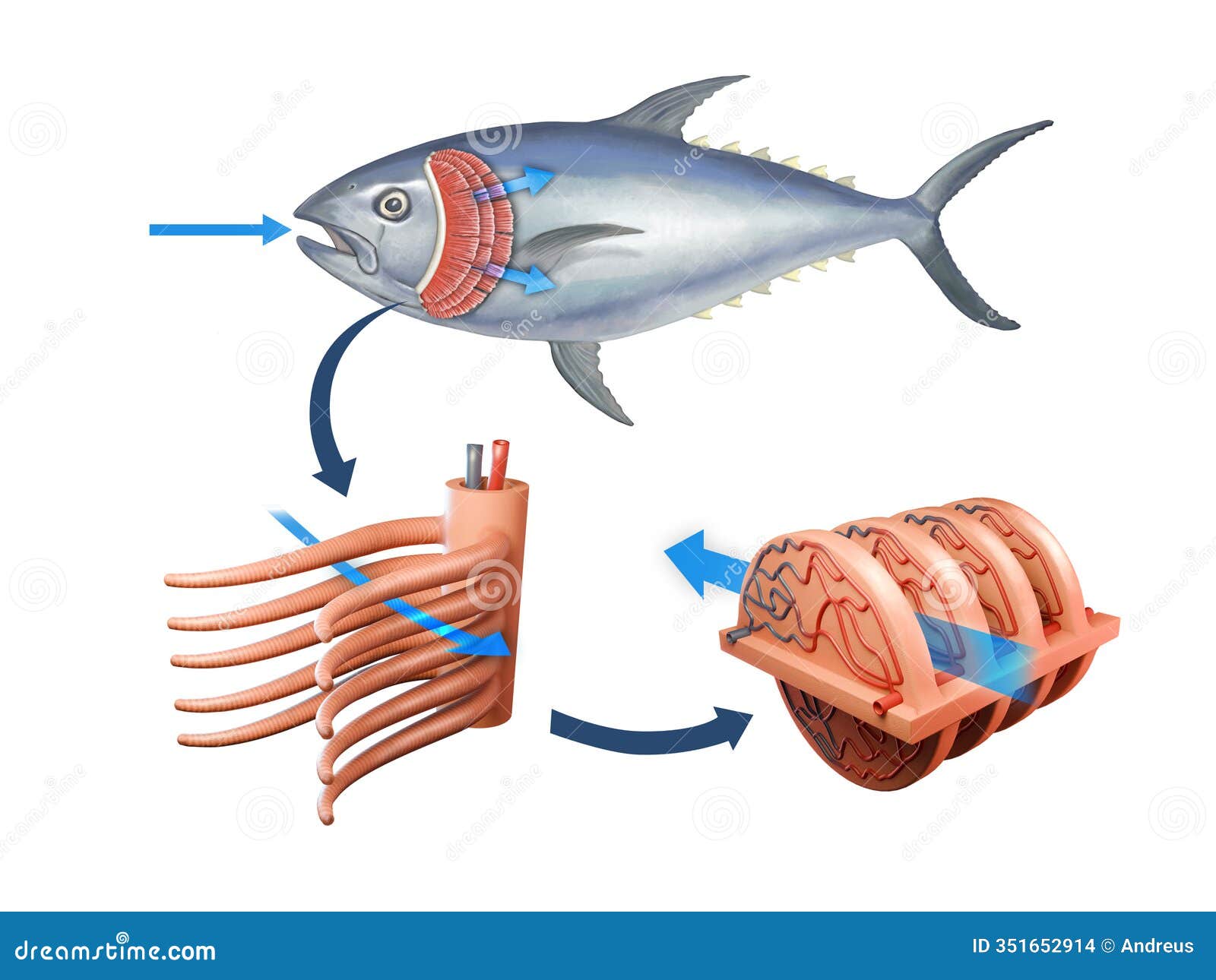 Fish respiratory system stock illustration. Illustration of water ...