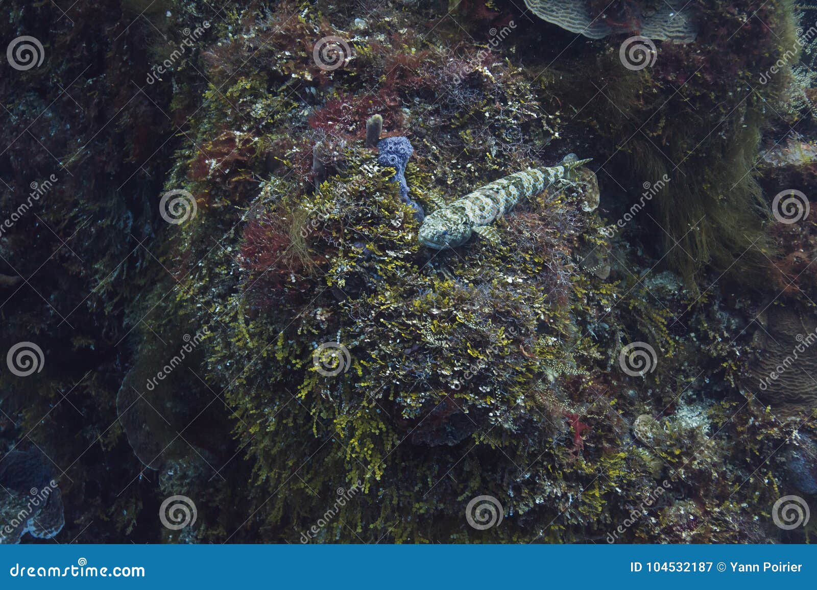 Fish resting on a rock stock image. Image of deep, diving - 104532187