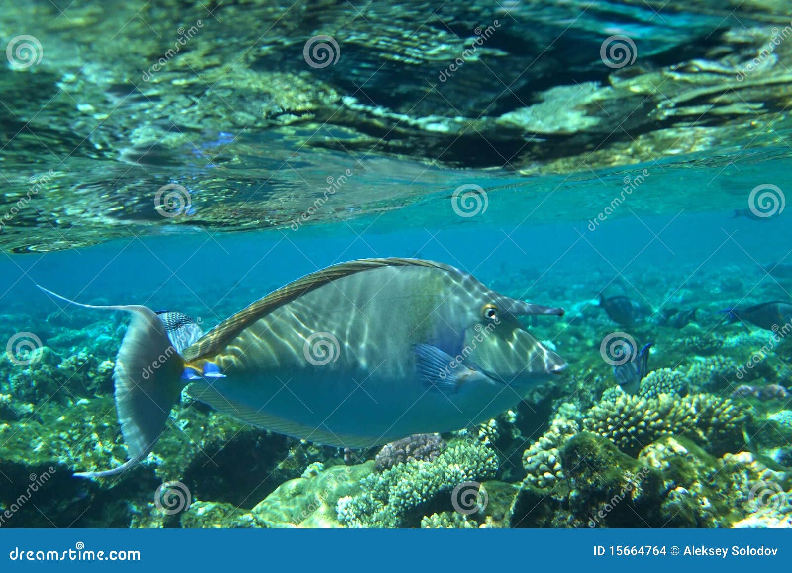 Fish-rhinoceros stock photo. Image of ocean, blue, nature - 15664764