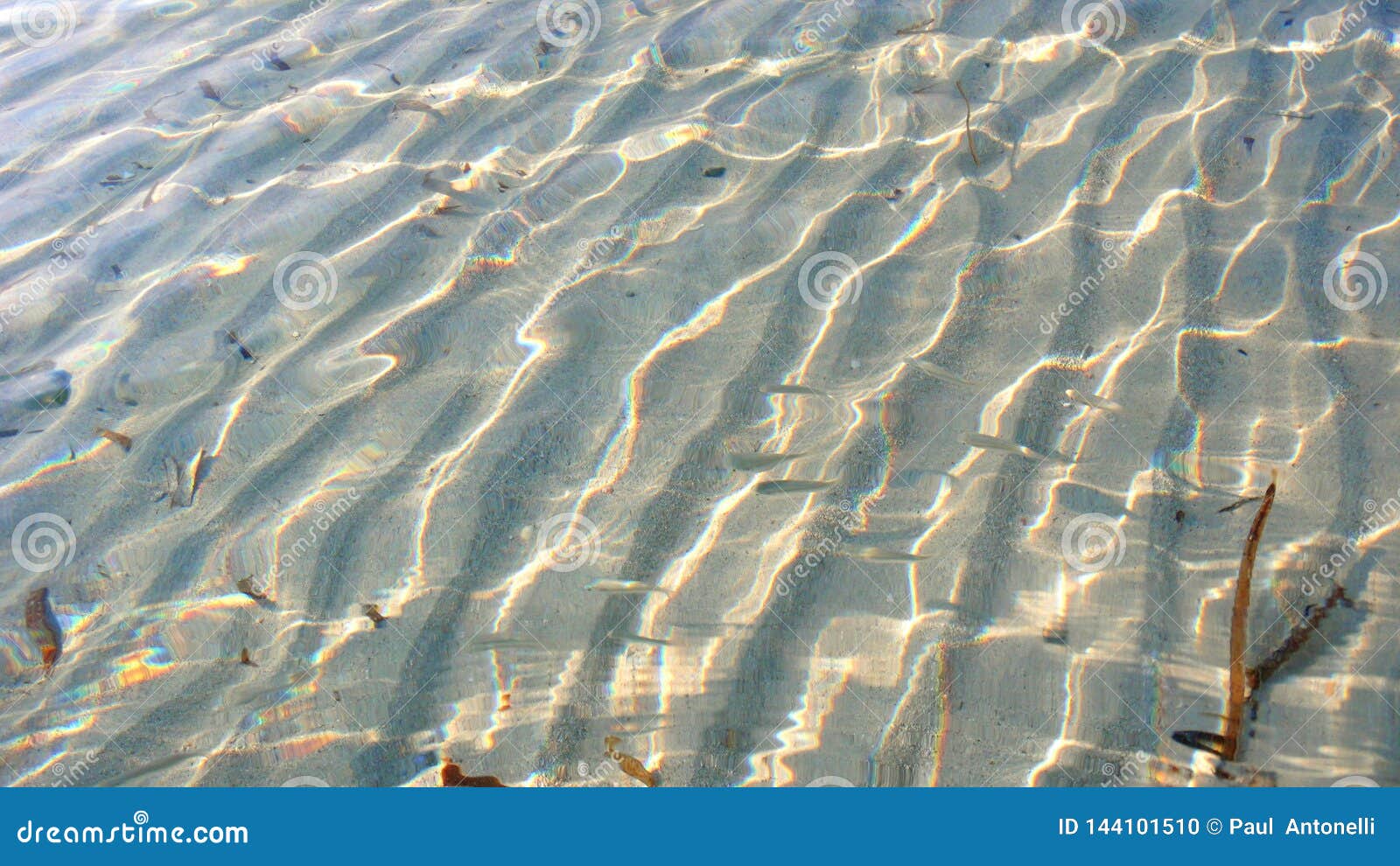Fish and ripples stock photo. Image of patterned, clear - 144101510
