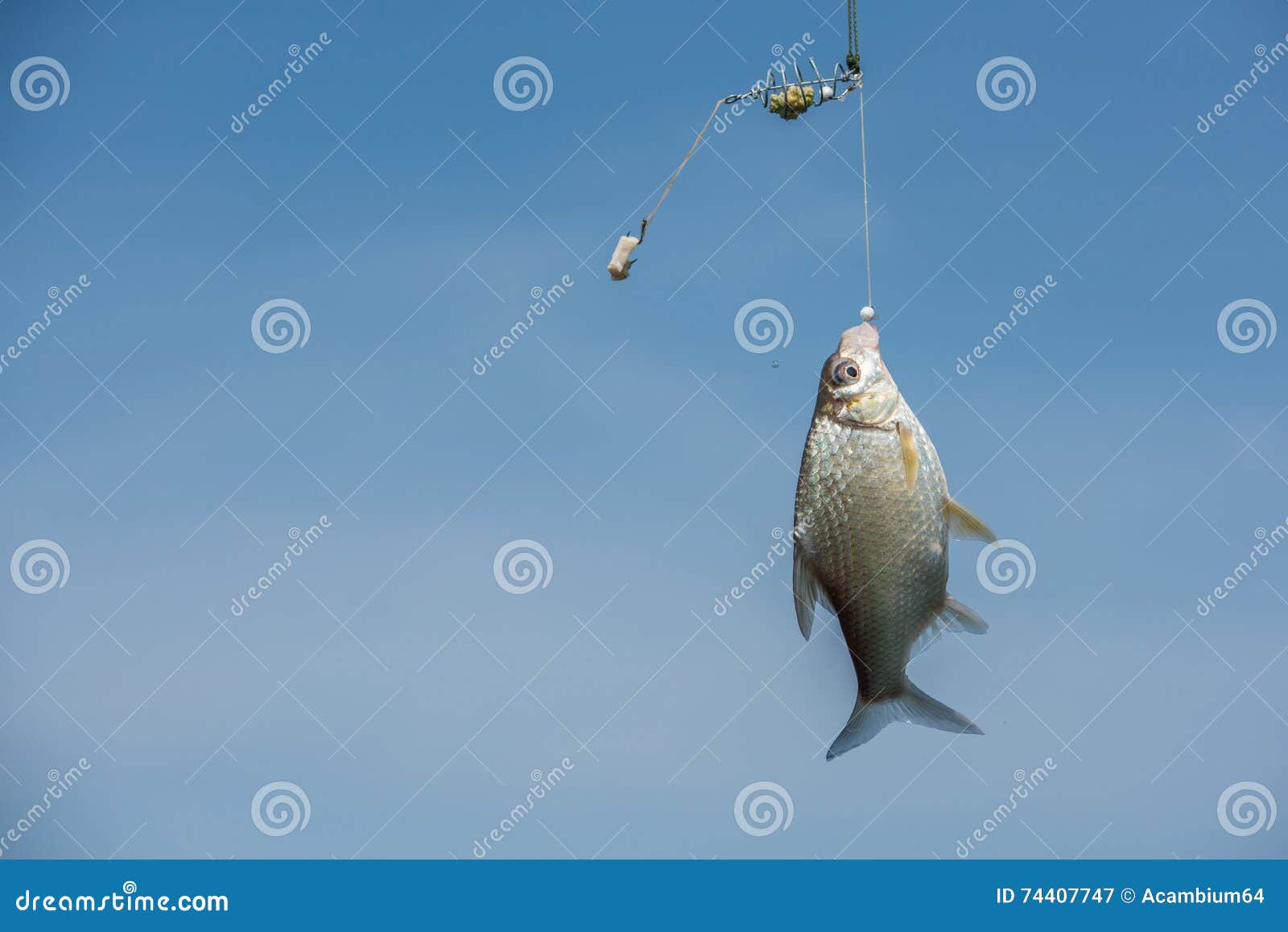 A fish rise to the bait stock image. Image of animal - 74407747