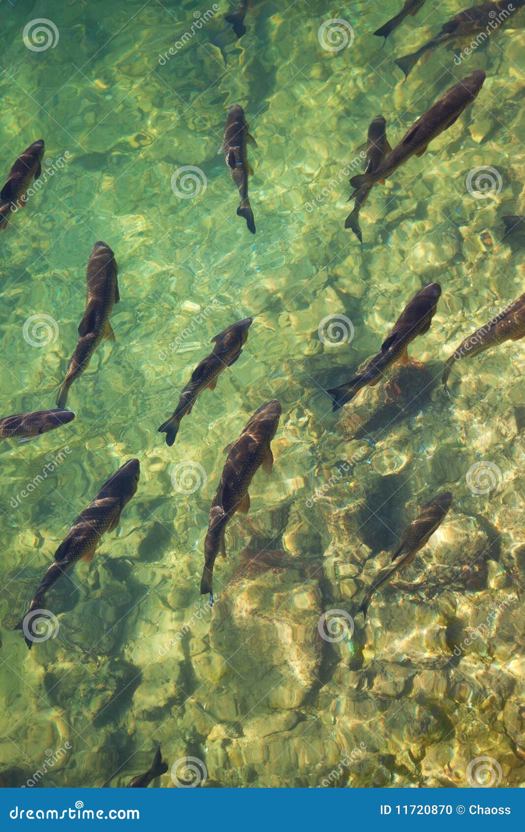 Fish in a river stock photo. Image of large, clean, view - 11720870