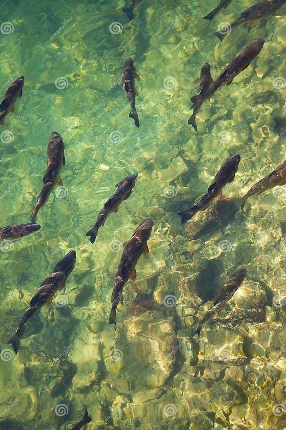 Fish in a river stock photo. Image of large, clean, view - 11720870