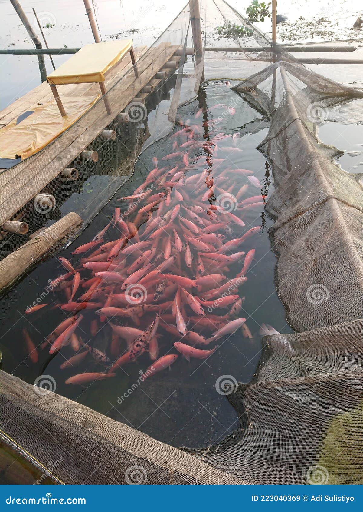 Fish in the river stock image. Image of marine, river - 223040369