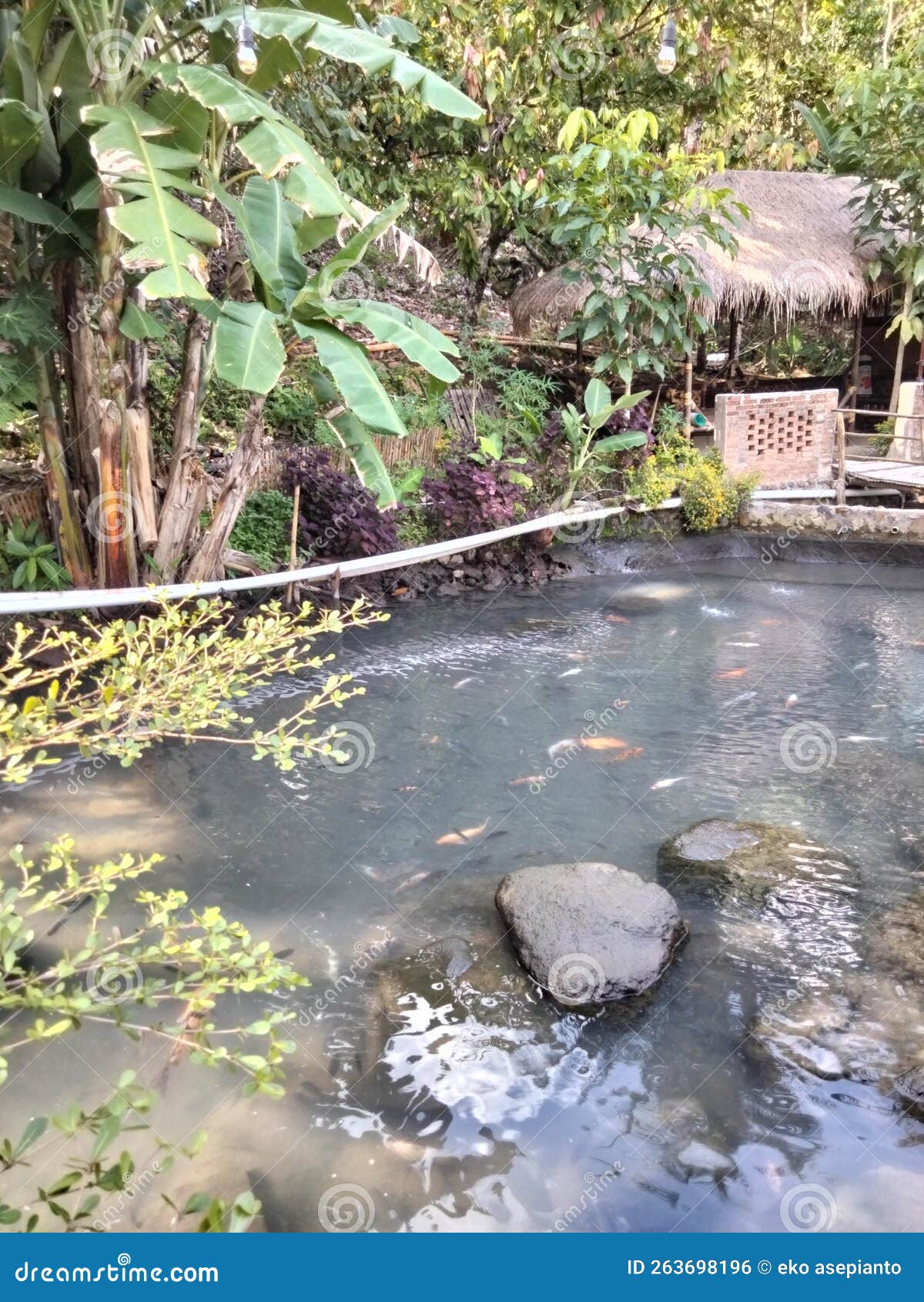 Fish in nature place stock photo. Image of water, place - 263698196