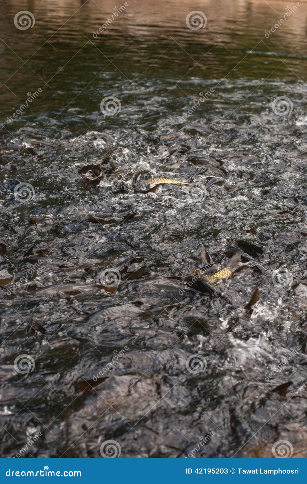Fish in the river stock image. Image of animal, wild - 42195203