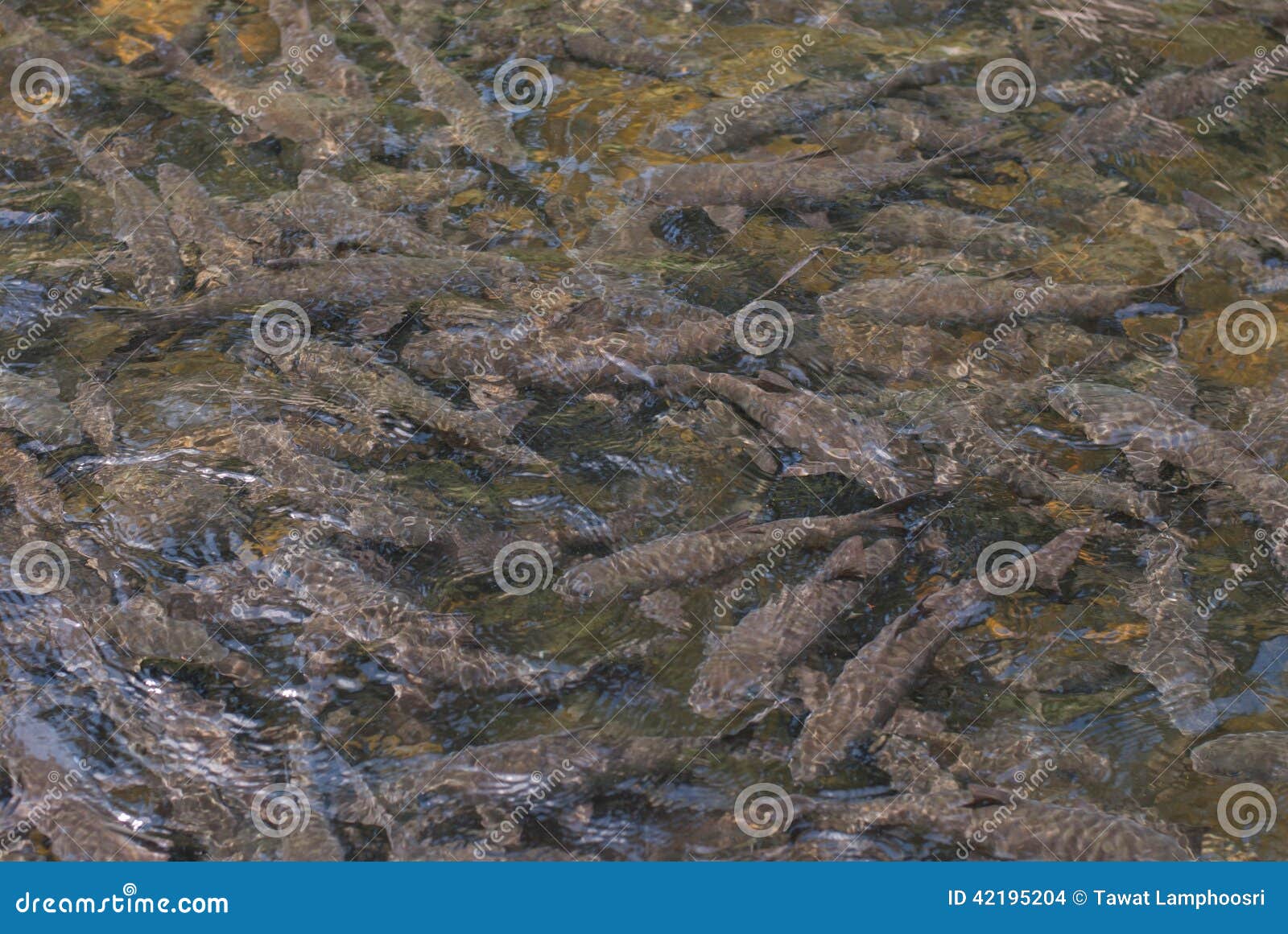 Fish in the river stock photo. Image of national, pond - 42195204