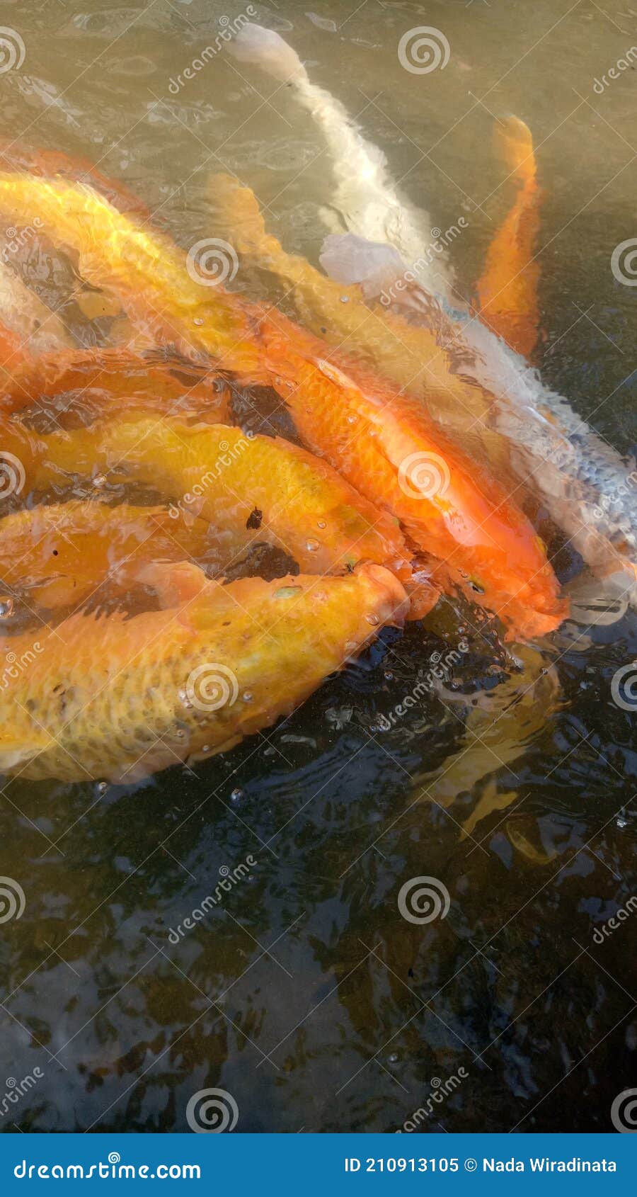 The Fish in the River is the Best View of Nature Stock Image - Image of ...