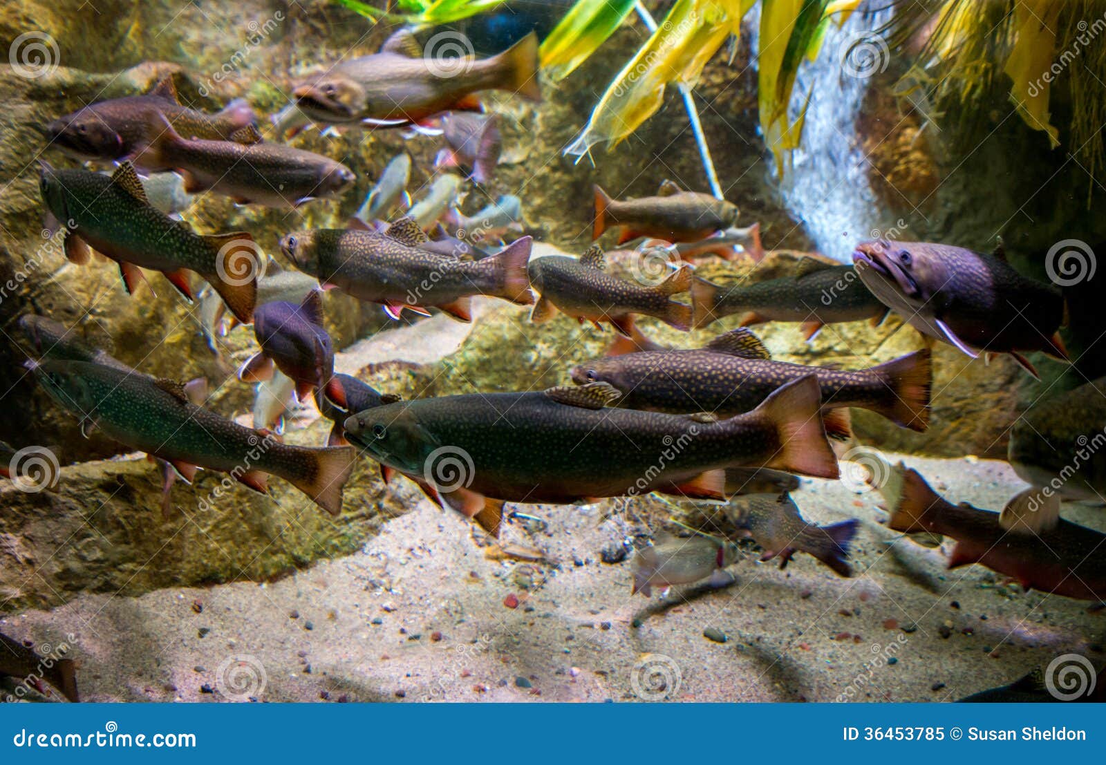 Fish in a river stock image. Image of river, animal, silver - 36453785