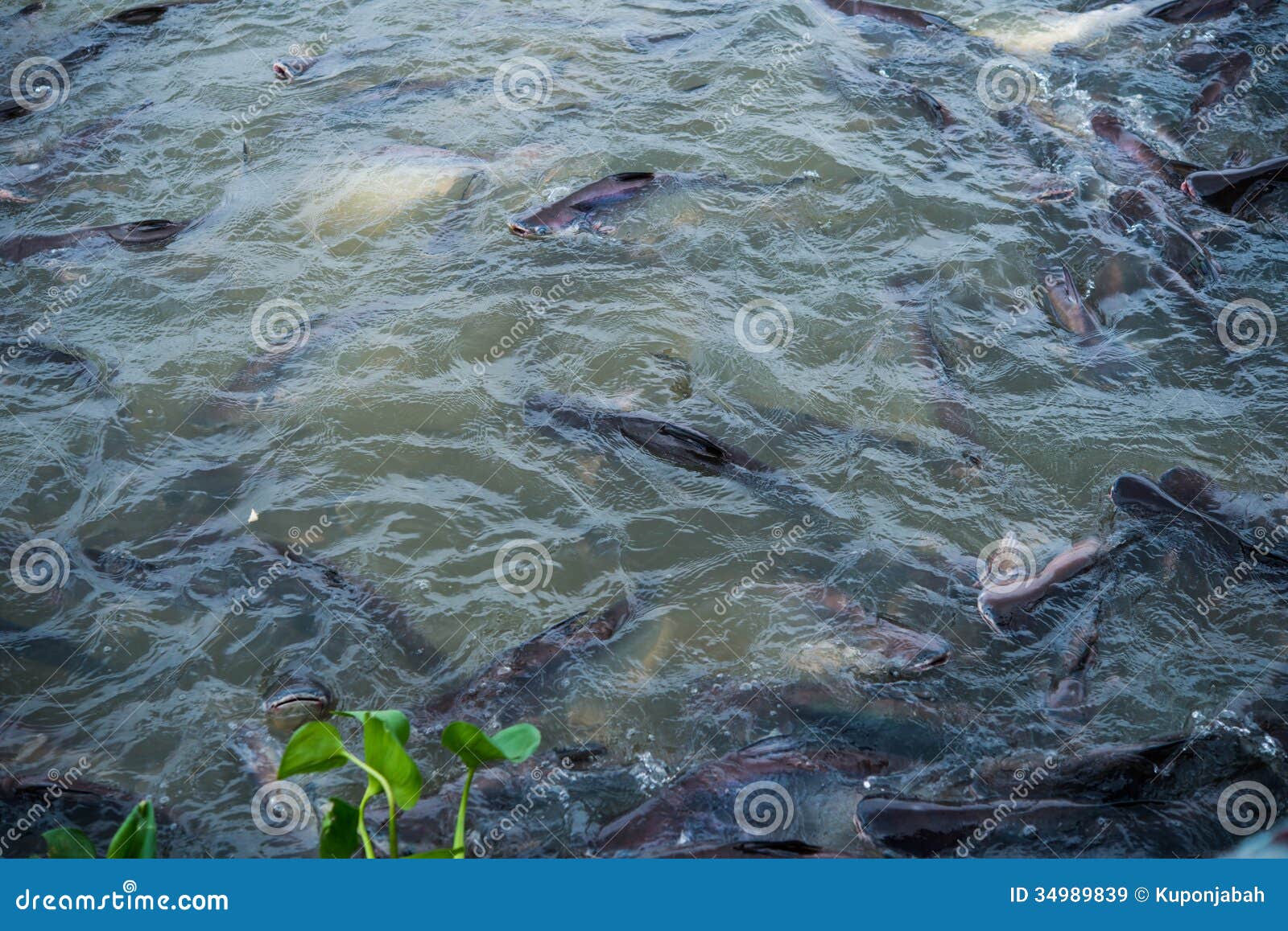 Fish in river stock image. Image of vacation, water, blue - 34989839