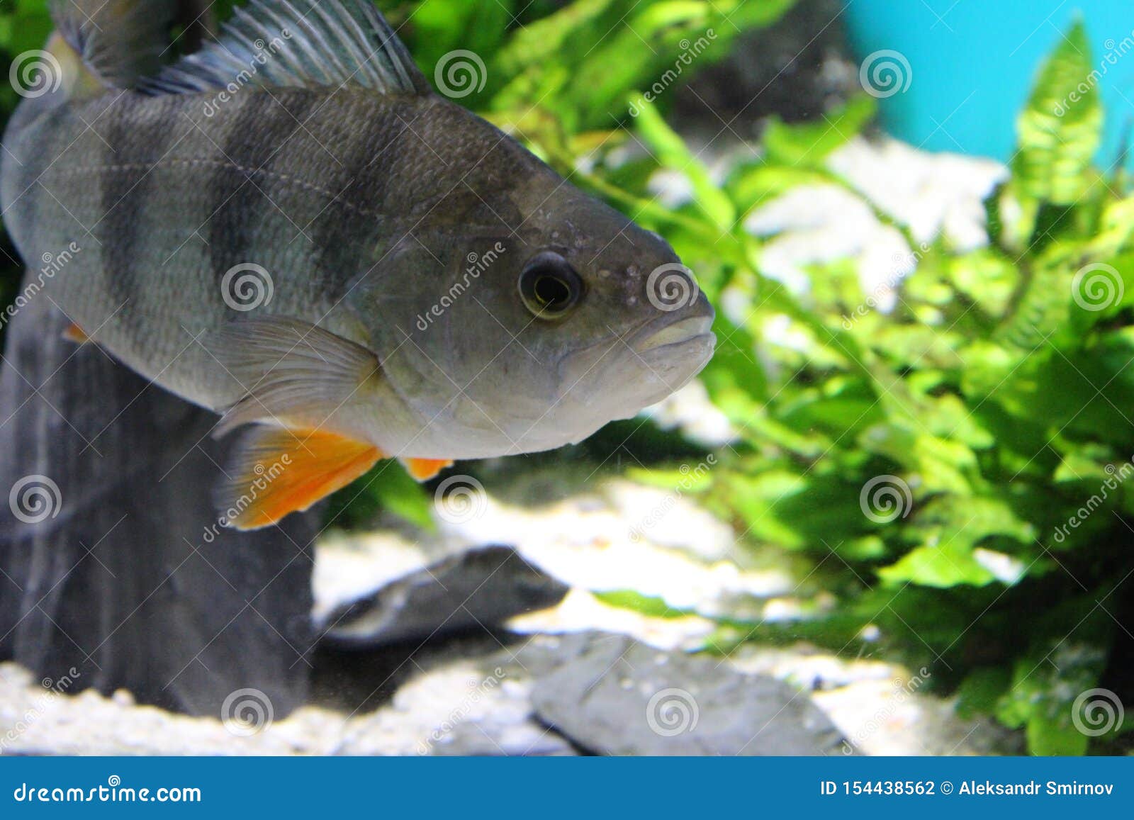 Fish River Perch in Water of the Aquarium Stock Photo - Image of ...