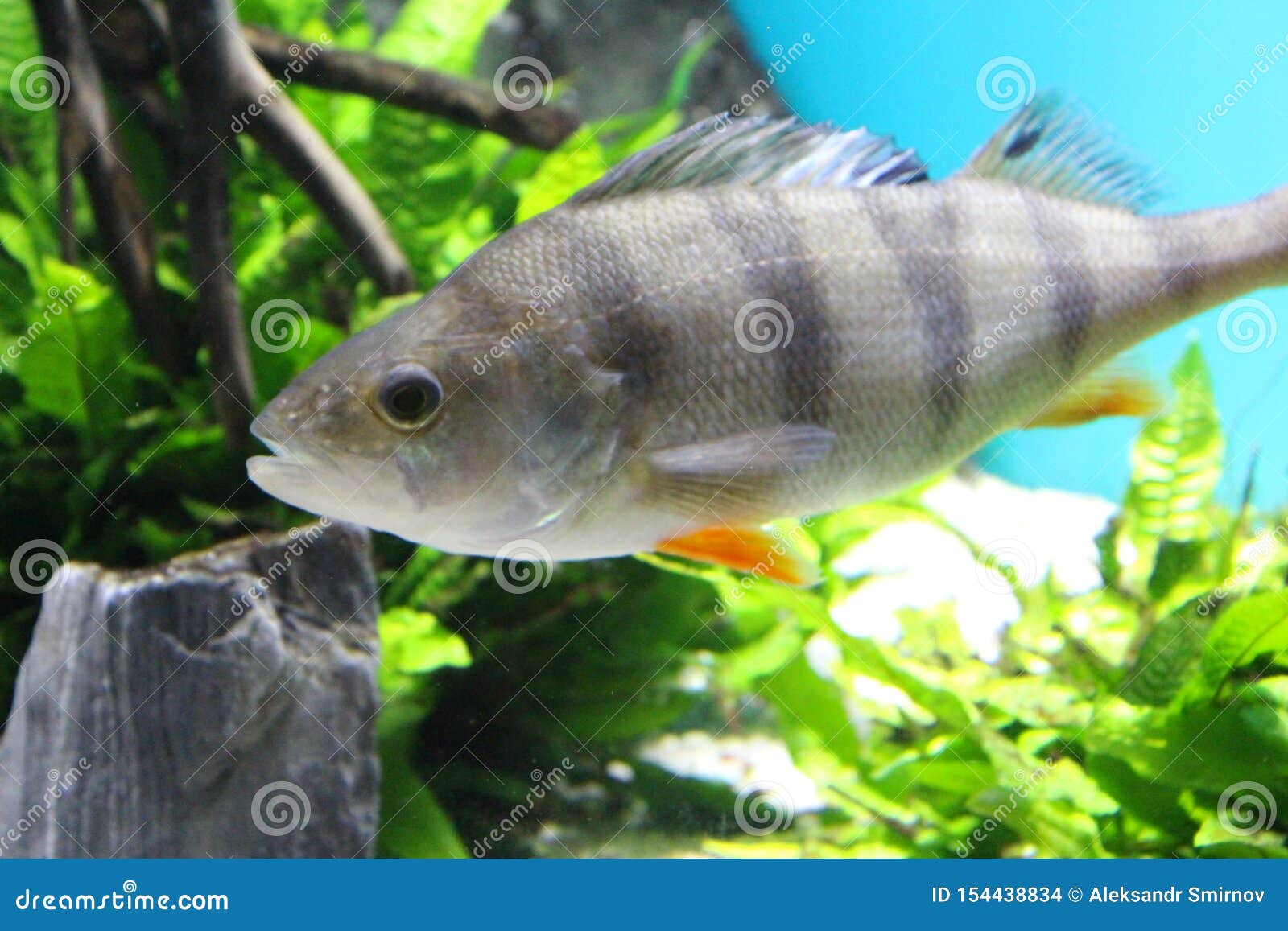 Fish River Perch in Water of the Aquarium Stock Photo - Image of ...