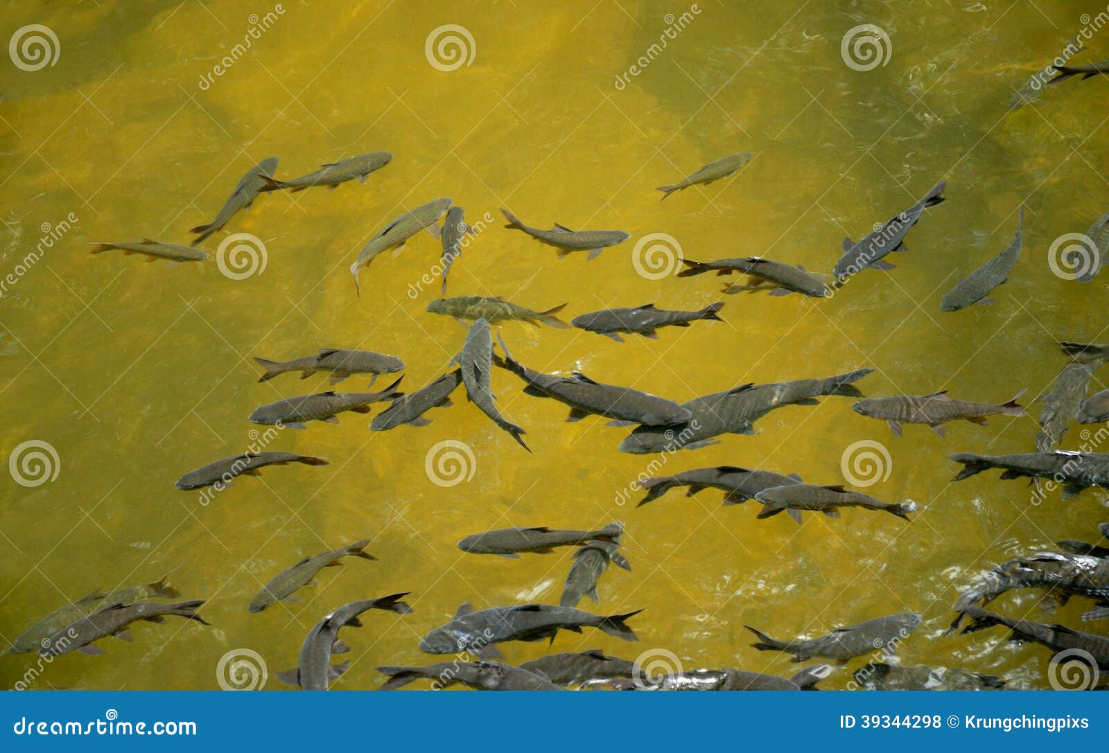 Fish in a river stock photo. Image of travel, plitvice - 39344298