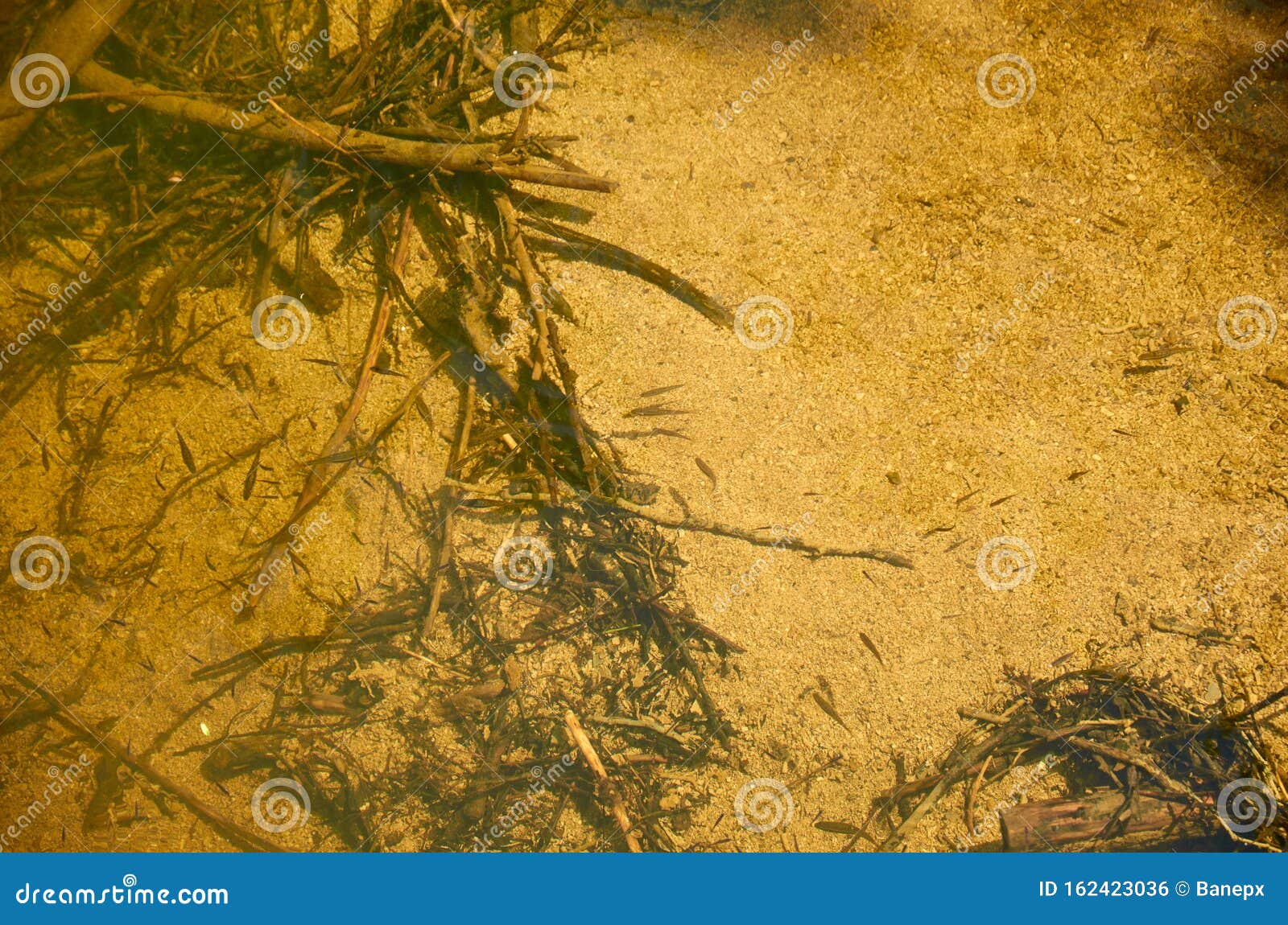 Fish in a river water stock photo. Image of exploration - 162423036