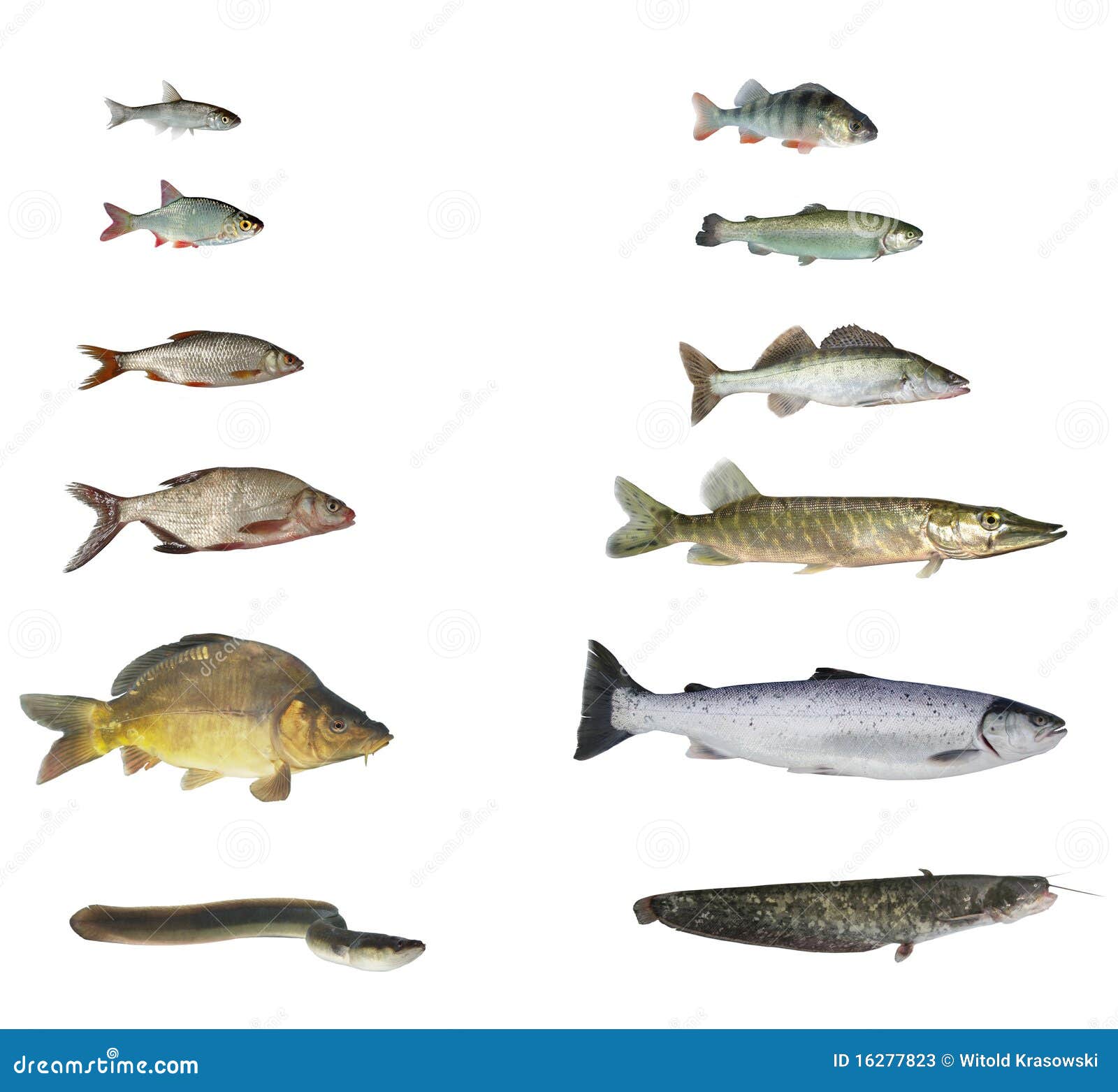 Types Of Fish In Lakes