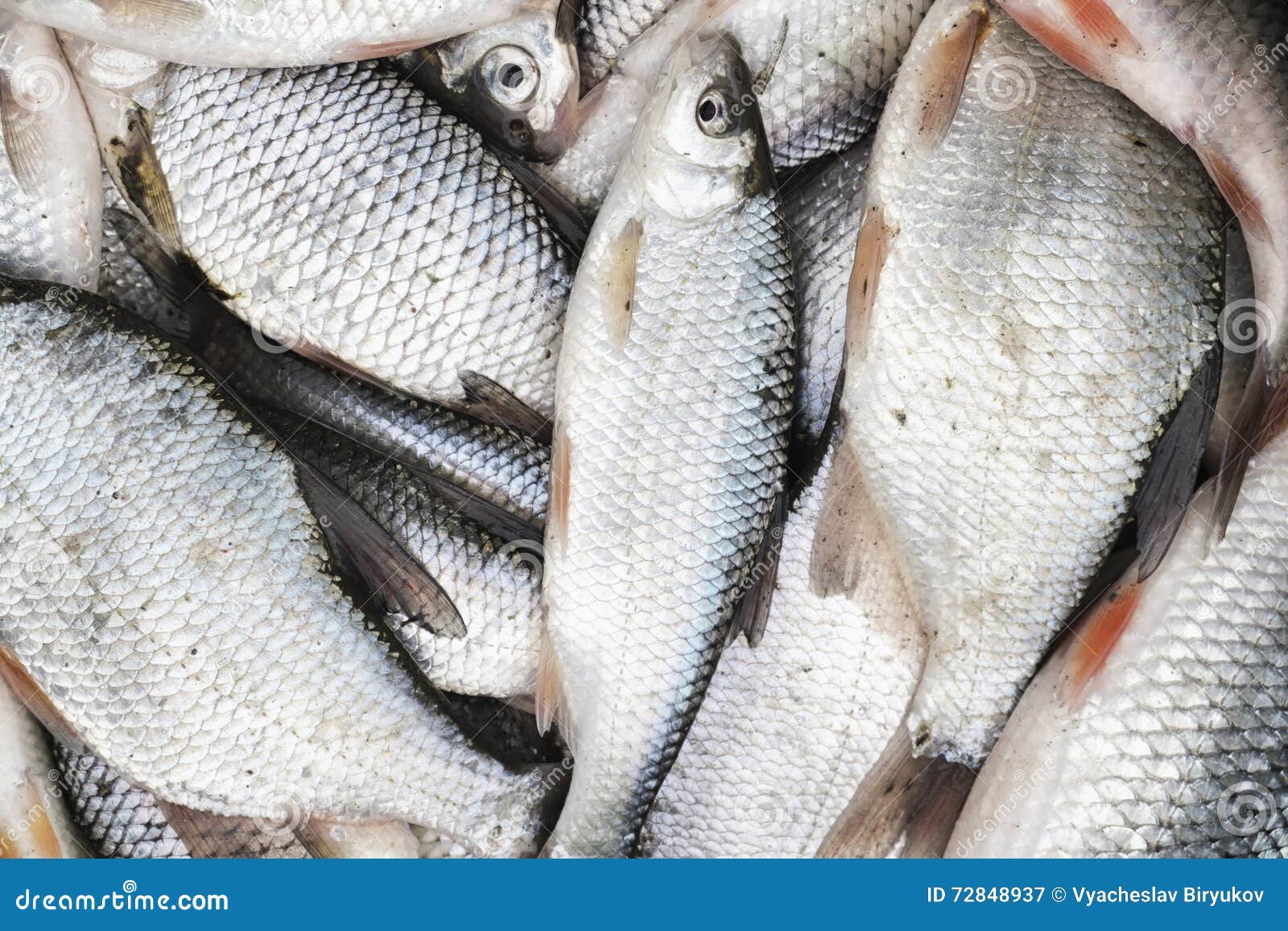 Fish, roach, catch stock image. Image of catch, fish - 72848937