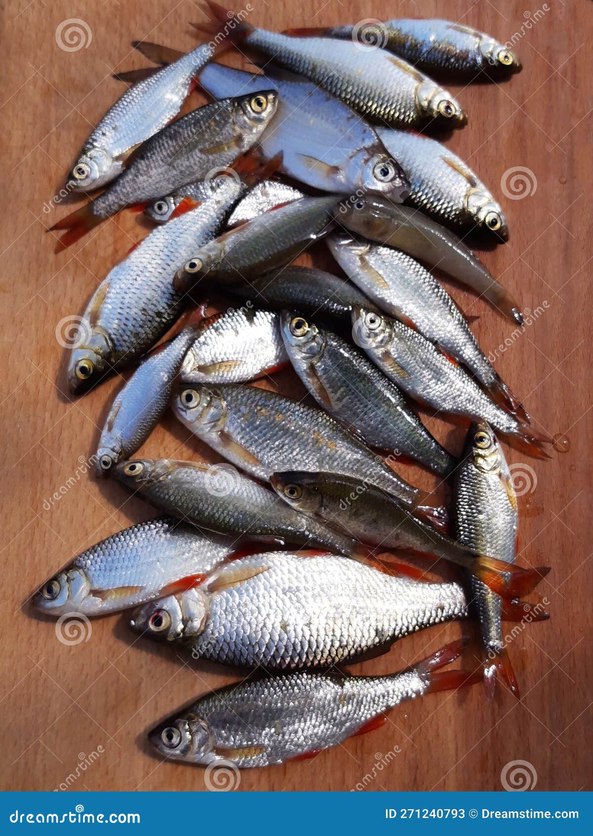 Roach Fish and Goby on the Table Close-up Stock Image - Image of ...