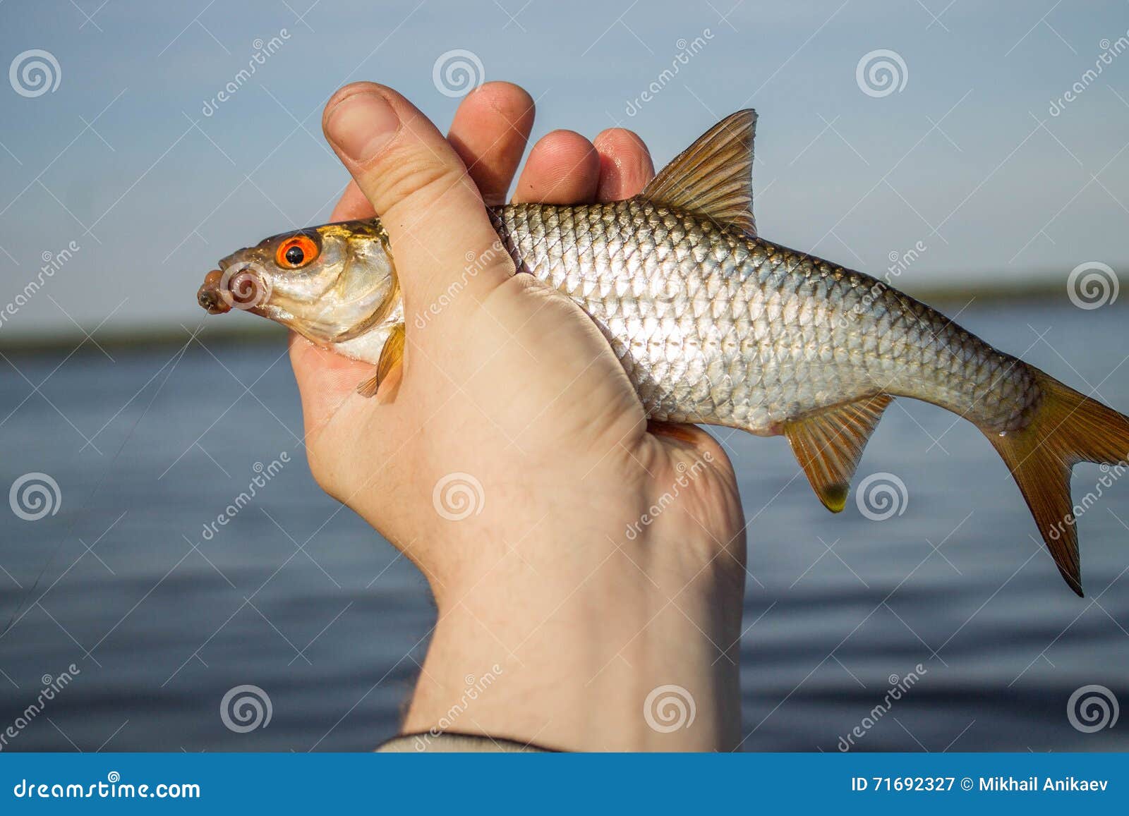 Fish Roach in the Hand of Angler Stock Image - Image of worm, lake ...