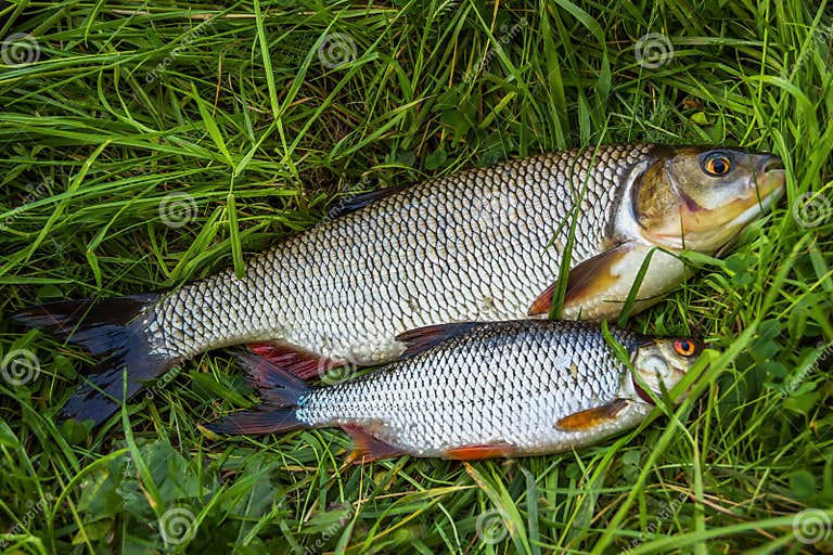 Fish Roach and Ide on the Grass. Fresh. Stock Image - Image of nature ...