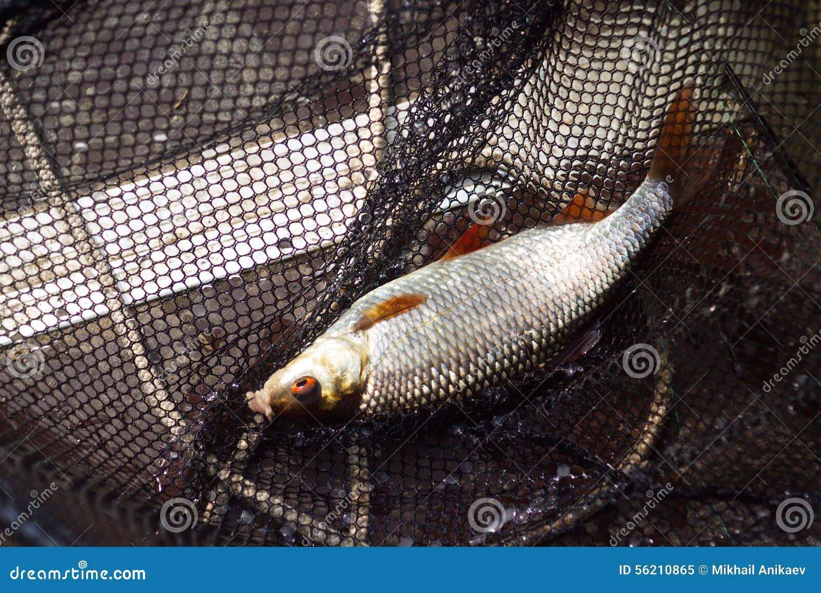 Fish roach in the net stock image. Image of fish, fishery - 56210865
